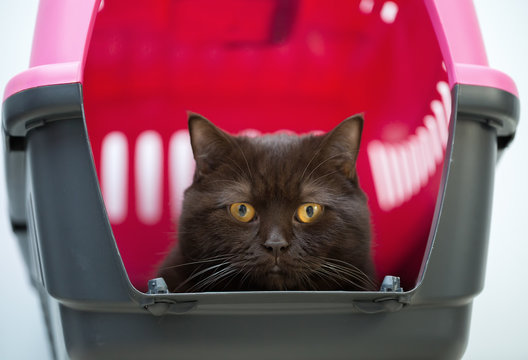 Dansky Images – Browse 11 Stock Photos, Vectors, and Video | Adobe Stock