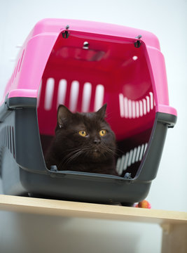 Dansky Images – Browse 11 Stock Photos, Vectors, and Video | Adobe Stock