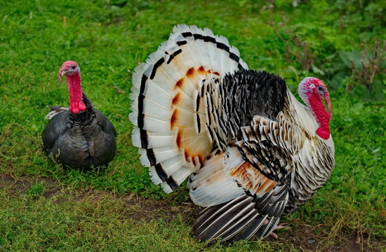Galliformes Bilder – Durchsuchen 15,643 Archivfotos, Vektorgrafiken und ...