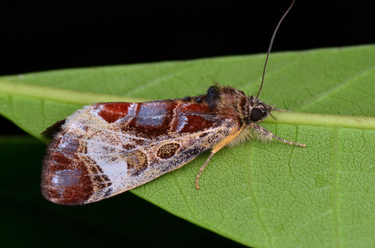 รูปภาพNoctuidae – เลือกดูภาพถ่ายสต็อก เวกเตอร์ และวิดีโอ5,836 | Adobe Stock