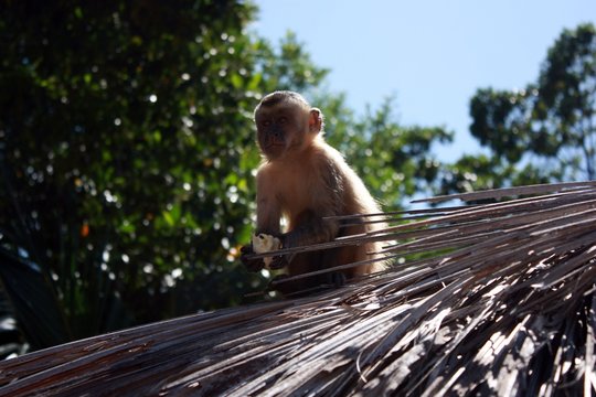 Makak Images – Parcourir 5,042 le catalogue de photos, vecteurs et ...
