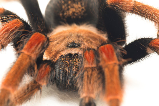 รูปภาพFireleg – เลือกดูภาพถ่ายสต็อก เวกเตอร์ และวิดีโอ180 | Adobe Stock