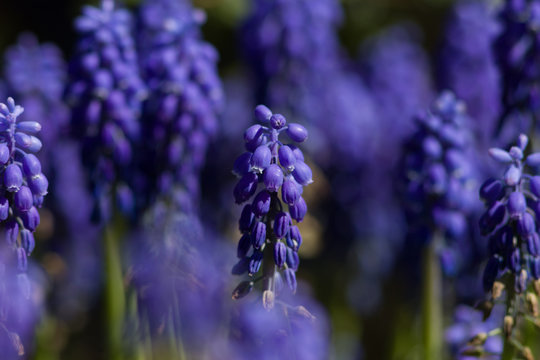 Perlhyazinthe Imagens – Procure 212 fotos, vetores e vídeos | Adobe Stock