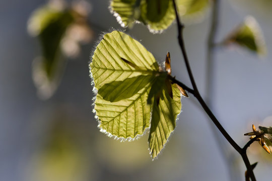 Haselnussblatt 이미지 – 찾아보기 103 스톡 사진, 벡터 및 비디오 | Adobe Stock