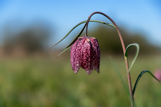 รูปภาพKockavica – เลือกดูภาพถ่ายสต็อก เวกเตอร์ และวิดีโอ2,843 | Adobe Stock