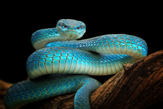 Free Snake Images – Browse 1,746 Free Stock Photos, Vectors, and Video ...