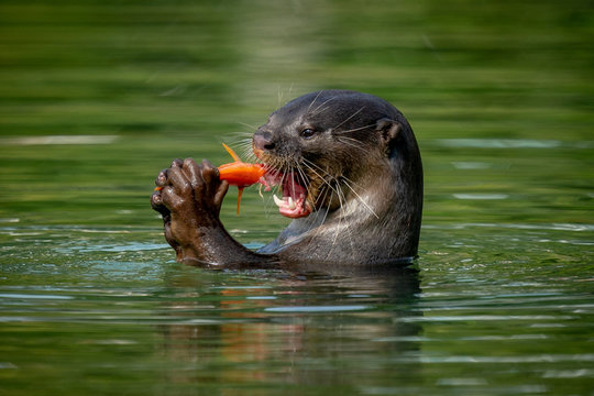 DIE 15,418 BESTEN BILDER, STOCK-FOTOS UND -VEKTORGRAFIKEN ZU „Seerobben ...