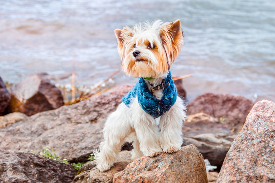 "Beaver Yorkshire Terrier" Images – Browse 145 Stock Photos, Vectors ...