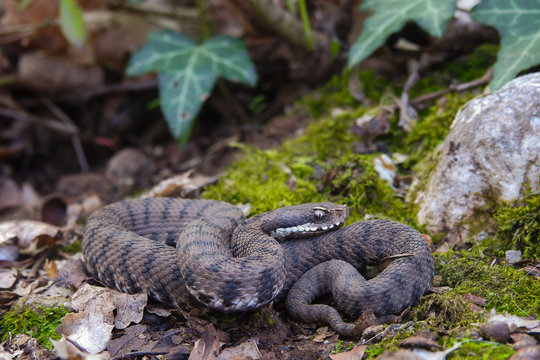 รูปภาพViperinae – เลือกดูภาพถ่ายสต็อก เวกเตอร์ และวิดีโอ2,406 | Adobe Stock