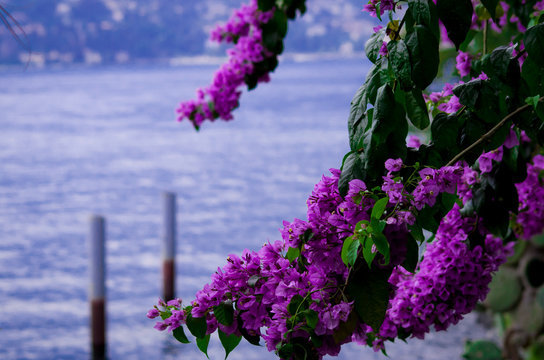 Lilla bilder – Bläddra bland 5,777 stockfoton, vektorer och videor ...