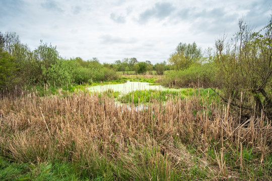 "Marsh Background" Images – Browse 15 Stock Photos, Vectors, and Video ...