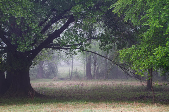 Overreaching Imagens – Procure 374 fotos, vetores e vídeos | Adobe Stock