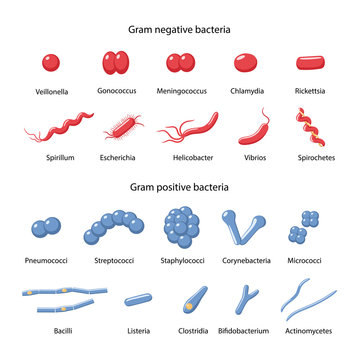 Gram Negative Cocci In Pairs