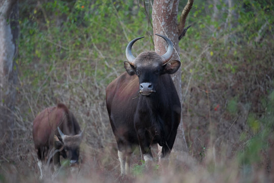 "Indian Gaur" Images – Browse 2,039 Stock Photos, Vectors, and Video ...