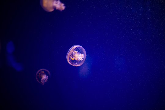 Nettle-Fish Bilder – Durchsuchen 919 Archivfotos, Vektorgrafiken und ...