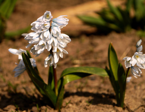 Pushkinia Images – Browse 55 Stock Photos, Vectors, and Video | Adobe Stock