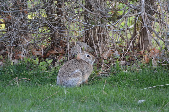 "Swamp Rabbit"-Bilder: Stock-Fotos & -Videos. | Adobe Stock