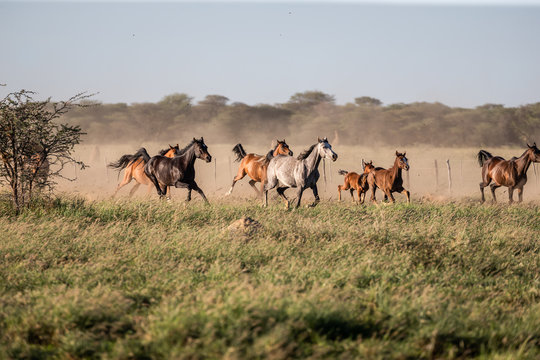 Chevalin Bilder – Durchsuchen 6,642 Archivfotos, Vektorgrafiken und ...