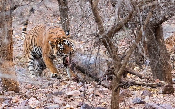 "Tiger Hunting" Images – Parcourir 219 le catalogue de photos, vecteurs ...