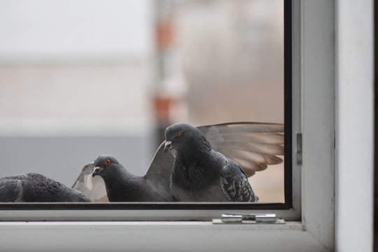 Taubenbabys Bilder – Durchsuchen 11,563 Archivfotos, Vektorgrafiken und ...