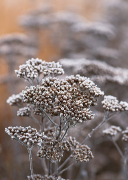 Frostblumen Bilder – Durchsuchen 165,515 Archivfotos, Vektorgrafiken ...