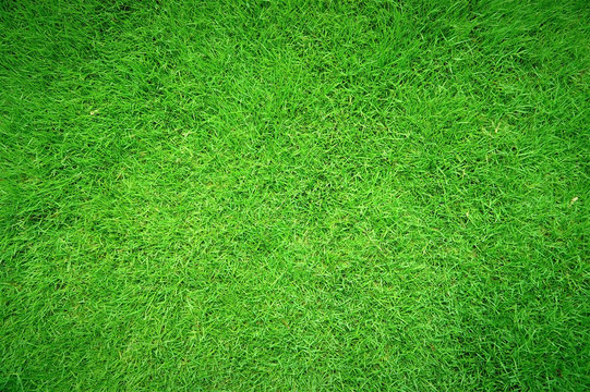 Free Grass Images – Browse 27,013 Free Stock Photos, Vectors, and Video ...