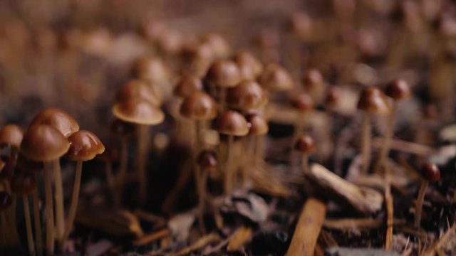 "Liberty Cap" Images – Browse 5,445 Stock Photos, Vectors, and Video ...