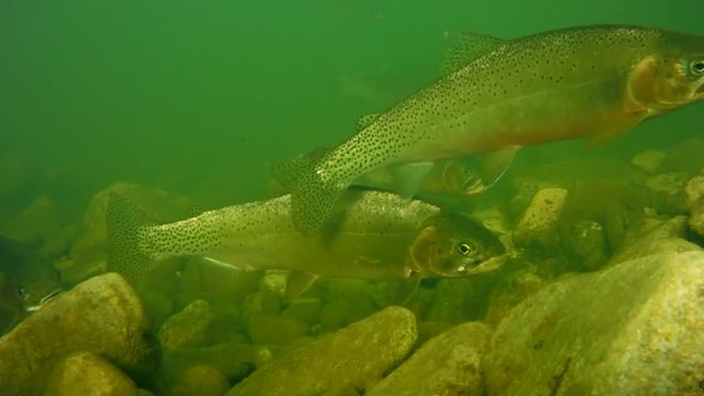 "Cutthroat Trout" Images – Browse 618 Stock Photos, Vectors, and Video ...