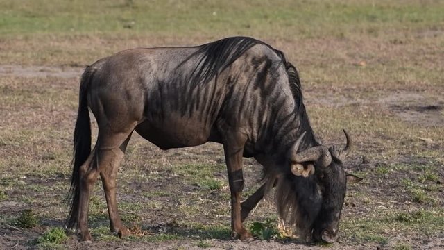 Imágenes de Gnus: descubre bancos de fotos, ilustraciones, vectores y ...