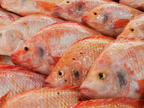 Red Tilapia Fish