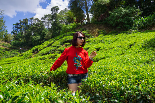 "Boh Tea" Images – Browse 353 Stock Photos, Vectors, and Video | Adobe ...