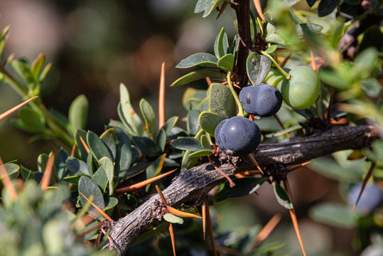 รูปภาพFuit – เลือกดูภาพถ่ายสต็อก เวกเตอร์ และวิดีโอ1,446 | Adobe Stock