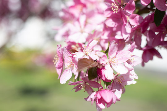 "Spring Has Come" 影像 – 瀏覽 367 個素材庫相片、向量圖和影片 | Adobe Stock
