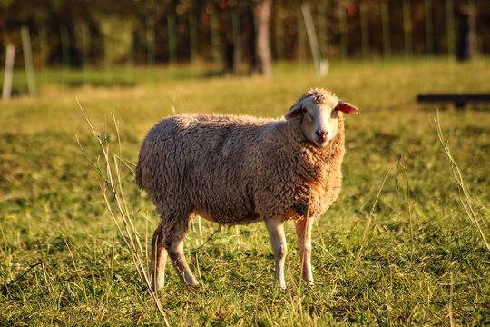 Rammen bilder – Bläddra bland 2,106 stockfoton, vektorer och videor ...