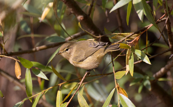 Fitis Images – Browse 358 Stock Photos, Vectors, and Video | Adobe Stock