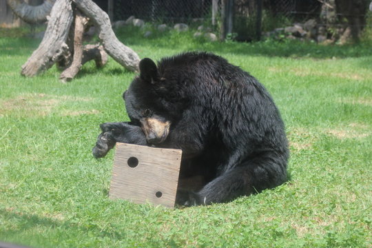 Oso Images – Parcourir 4,203 le catalogue de photos, vecteurs et vidéos ...
