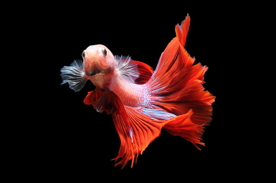 "Fish On Black Background" Images – Browse 507 Stock Photos, Vectors ...