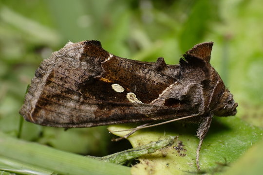 Eudocima Images – Browse 19 Stock Photos, Vectors, and Video | Adobe Stock