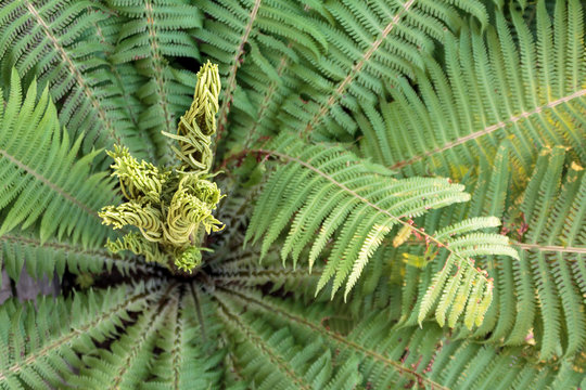 Filicales bilder – Bläddra bland 1,745 stockfoton, vektorer och videor ...