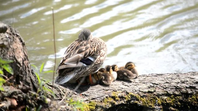 Mamy Images – Browse 589 Stock Photos, Vectors, and Video | Adobe Stock