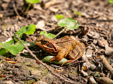 「Batracien」の画像 - 1,301 件の Stock 写真、ベクターおよびビデオ | Adobe Stock