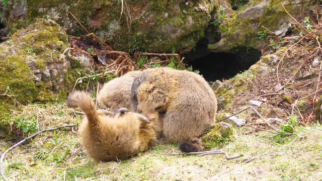 Balgen Bilder – Durchsuchen 410 Archivfotos, Vektorgrafiken und Videos ...