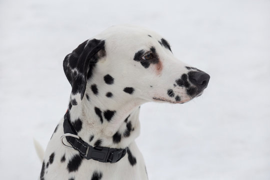 "Carriage Dog"-Bilder: Stock-Fotos & -Videos. | Adobe Stock