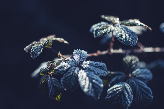 Frostblumen Bilder – Durchsuchen 165,515 Archivfotos, Vektorgrafiken ...