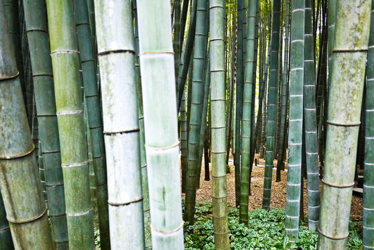 「Bamboo Field」の写真素材 | 23,727件の無料イラスト画像 | Adobe Stock