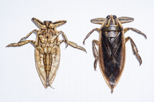 รูปภาพBelostomatidae – เลือกดูภาพถ่ายสต็อก เวกเตอร์ และวิดีโอ341 ...