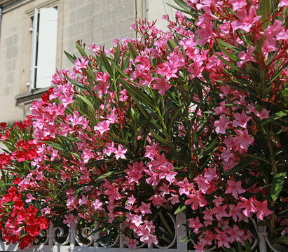 รูปภาพLaurier-Rose – เลือกดูภาพถ่ายสต็อก เวกเตอร์ และวิดีโอ229 | Adobe ...