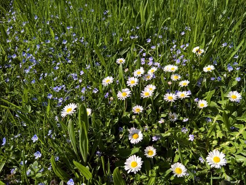 Daises Bilder – Durchsuchen 2,270 Archivfotos, Vektorgrafiken und ...