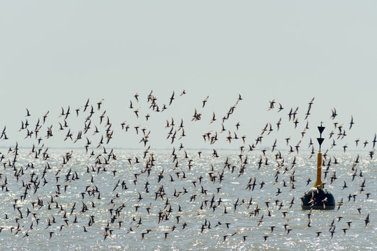 Imágenes de Flock: descubre bancos de fotos, ilustraciones, vectores y ...