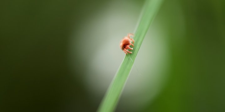 Acariens Bilder – Durchsuchen 164 Archivfotos, Vektorgrafiken und ...